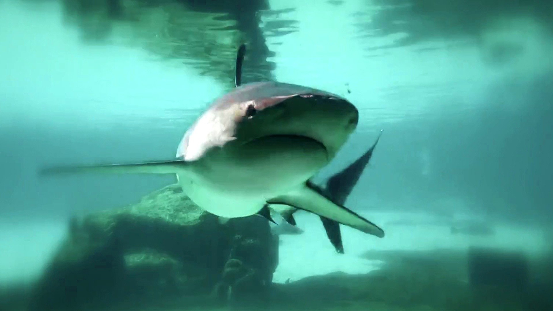 8-Year-Old Airlifted to Miami After Shark Bite off Florida Keys