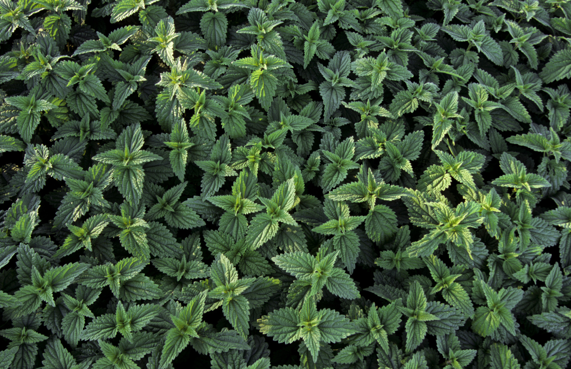 The unlikely benefits of stinging nettle