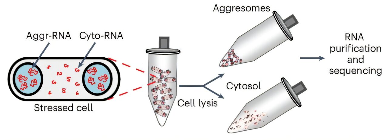 Unlocking how bacteria bounce back after antibiotics