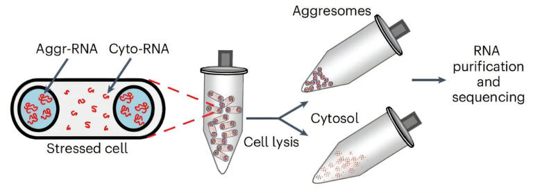 Unlocking how bacteria bounce back after antibiotics