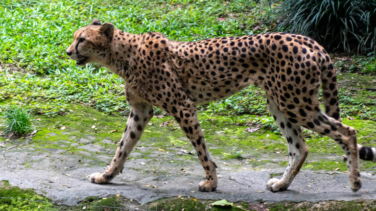 Here's Why It's A Big Deal Every Time A Cheetah Has Cubs In A Zoo