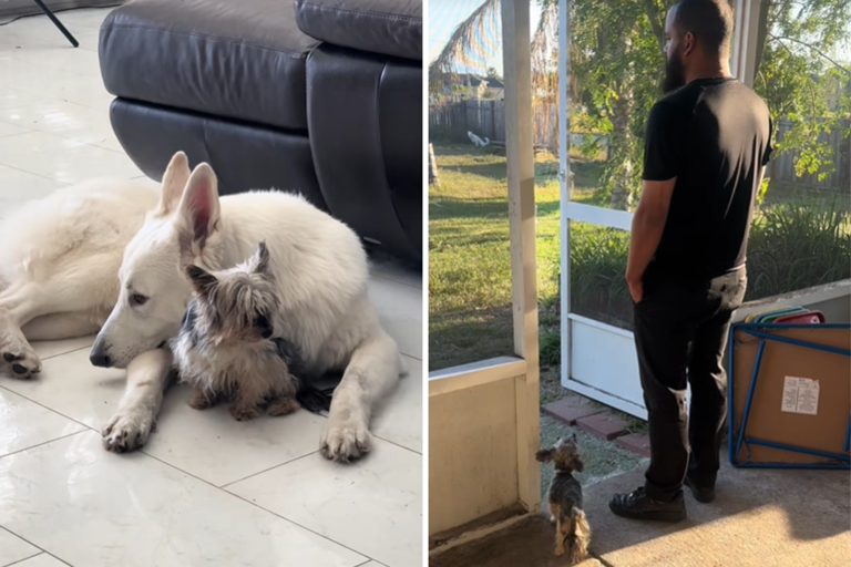 Senior dog passes away, owner realizes final video was her saying goodbye