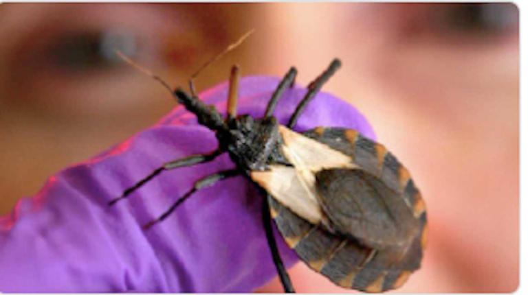 Kissing Bugs Spreading Deadly Chagas Disease In 29 States, Creeping North