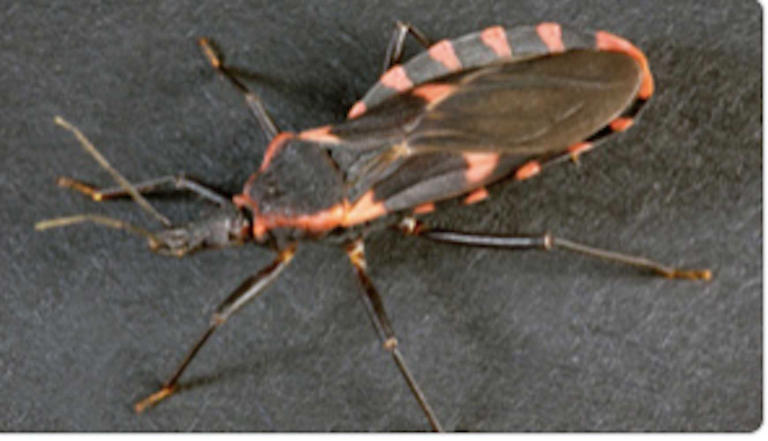 Kissing Bugs Spreading Deadly Chagas Disease In 29 States, Creeping North