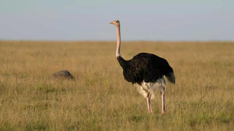 5 long-legged animals and the surprising purpose behind their height