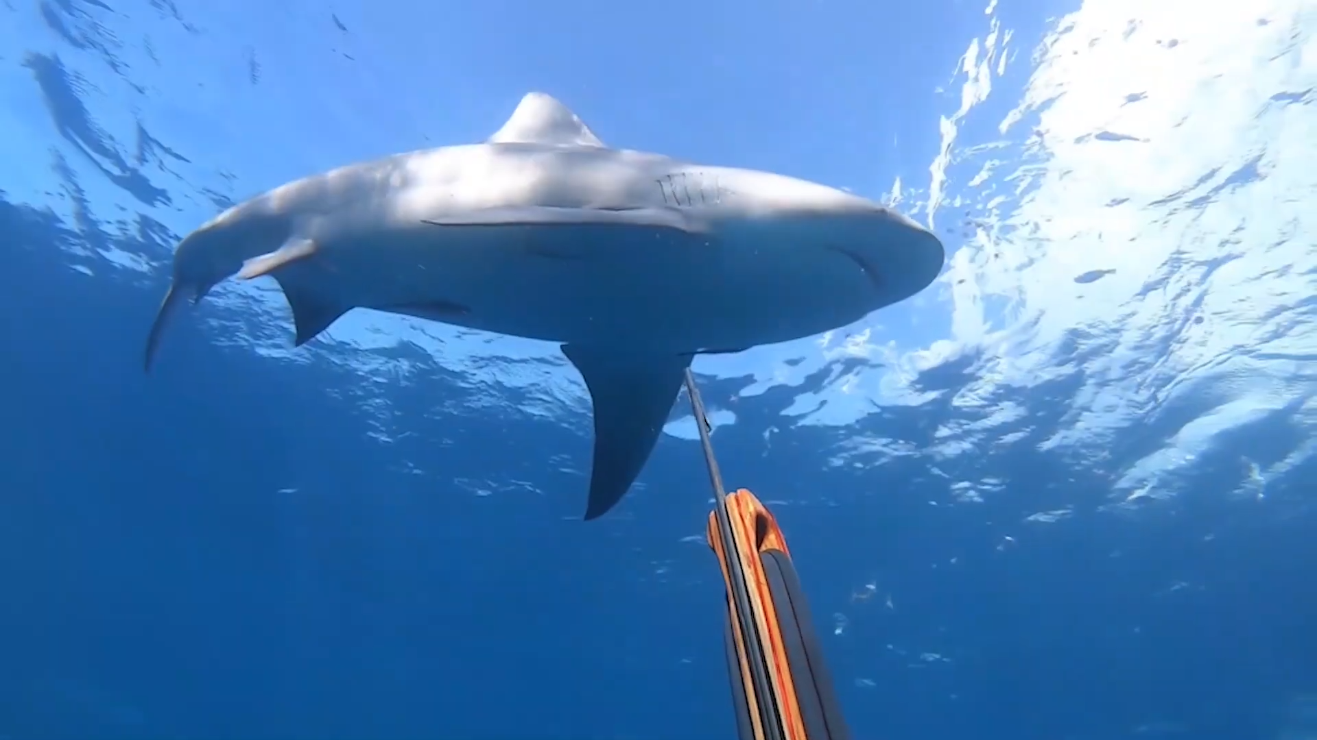 Intense Shark vs Angler Showdown During Grouper Fishing Trip