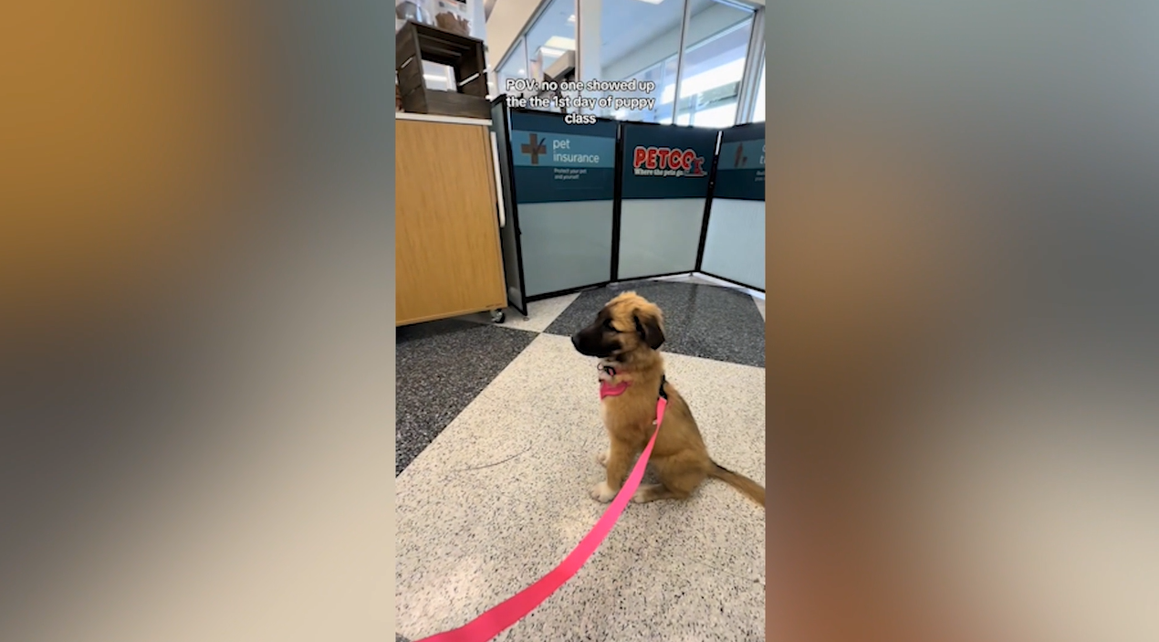 Dog's Reaction To No One In Class