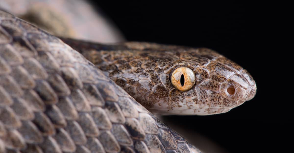 How Do Snakes See? Everything We Know About Their Vision