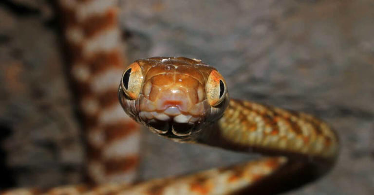 How Do Snakes See? Everything We Know About Their Vision
