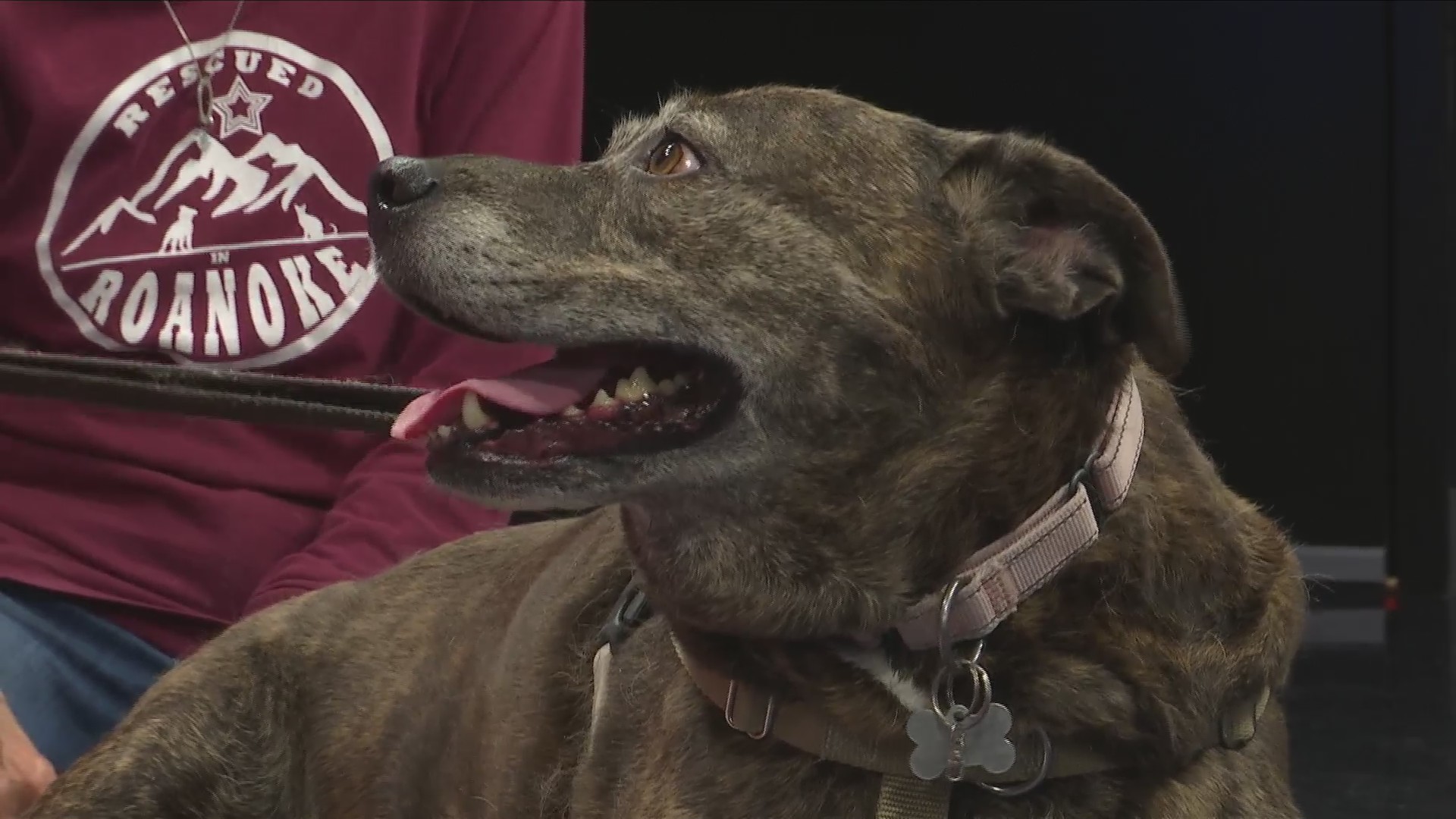 Furry Friends - Meet Jira