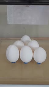 What happens to eggs in a vacuum chamber?