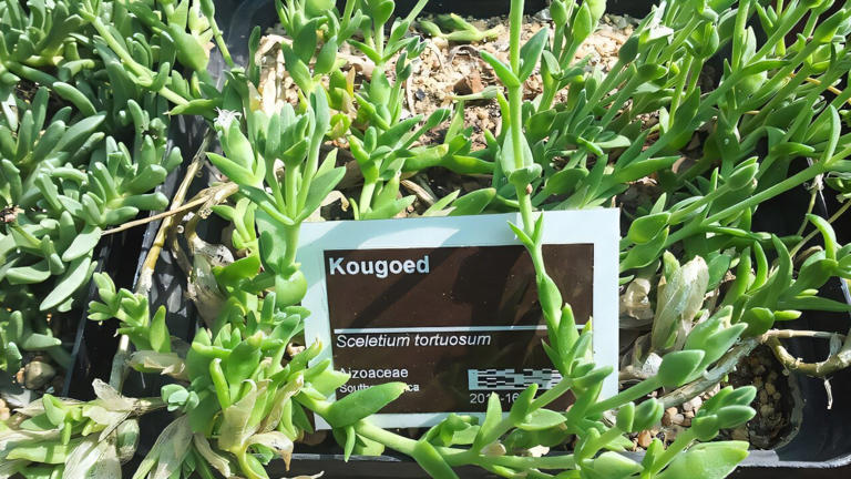 South African hunters chewed the kanna plant for endurance: New study ...