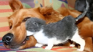 Kittens raised by dogs show how wild love can get