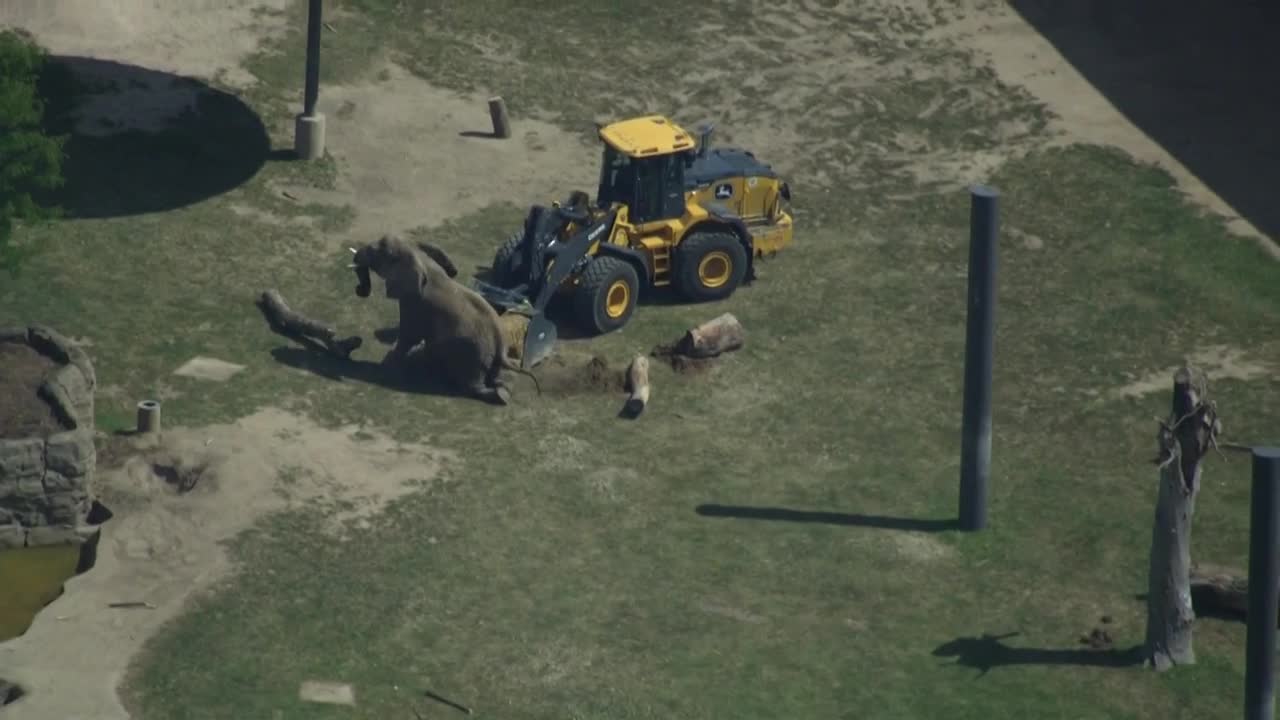 Front-end loader helps elephant get off ground