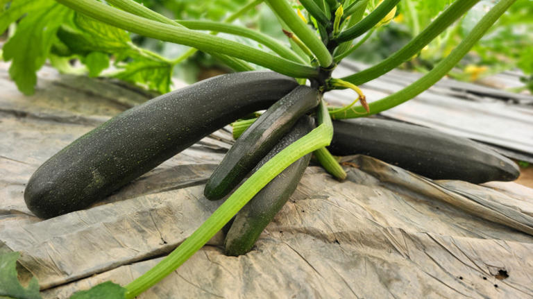 Everything You Need To Know About Harvesting Squash