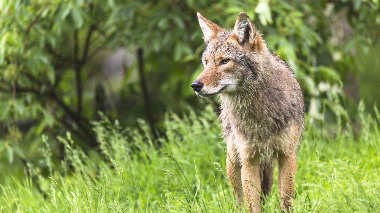 Tips for spotting pressured coyotes when they’re hanging back