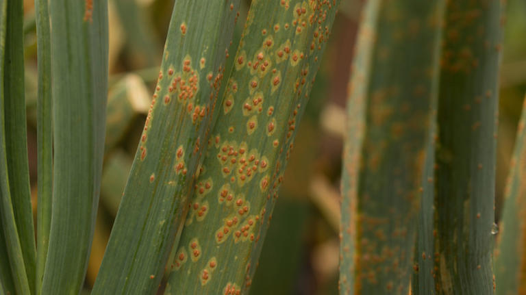 How To End Garlic Rust In Its Tracks Before It Takes Over Your Garden