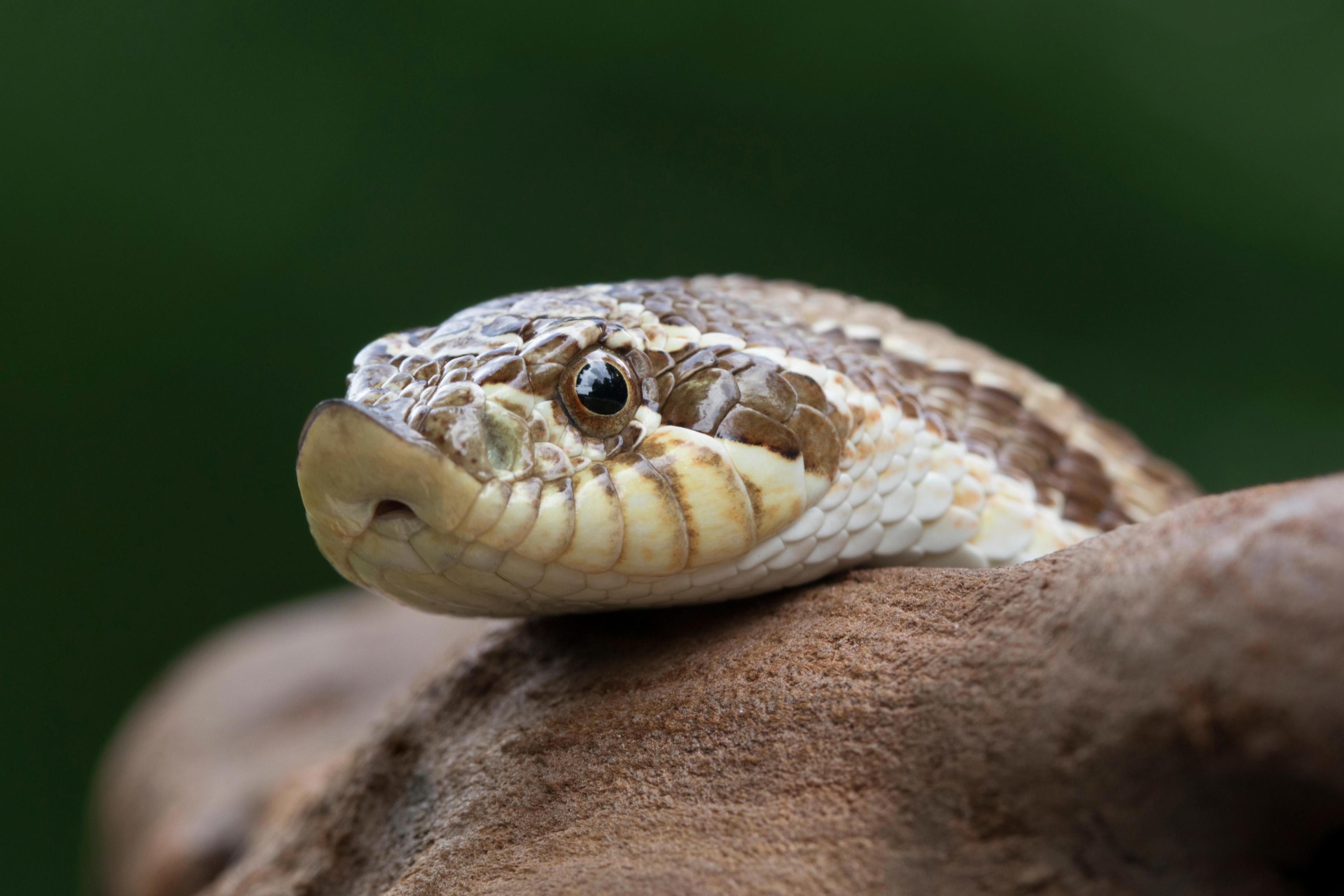 Save this snake: Why the southern hognose could soon become an ...