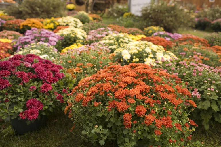 How to Keep Mums Thriving All Fall—Without a Single Crispy Leaf