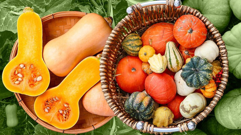 Everything You Need To Know About Harvesting Squash