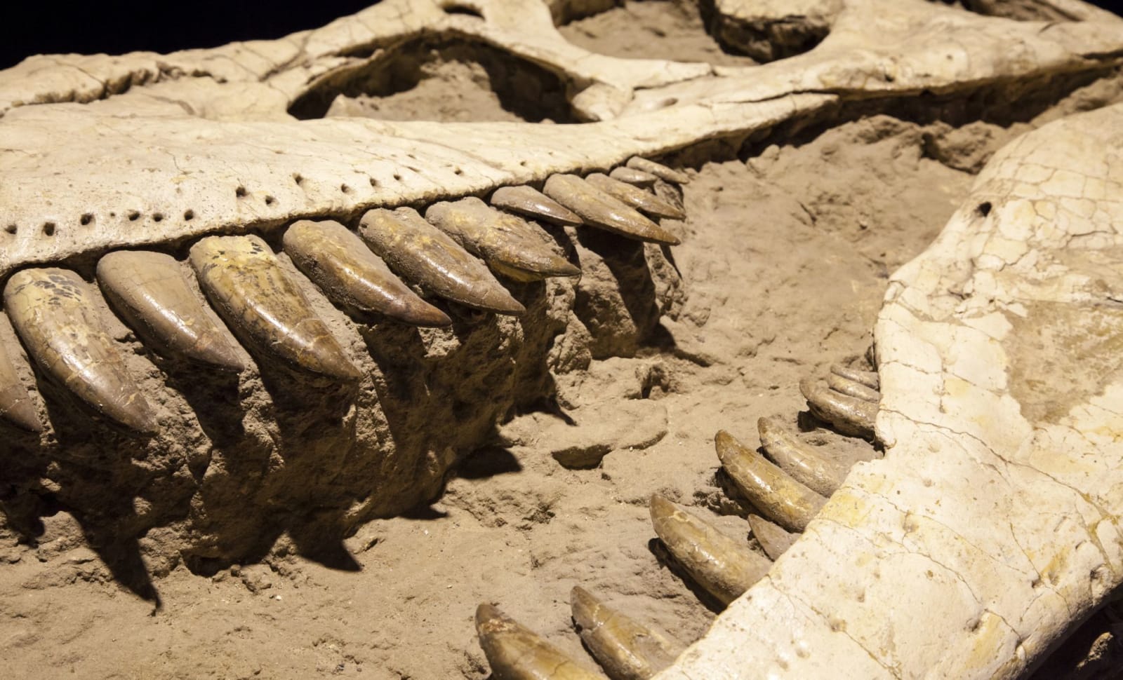 These Dinosaurs’ Teeth Were Found on Three Continents — Their Marks Are ...