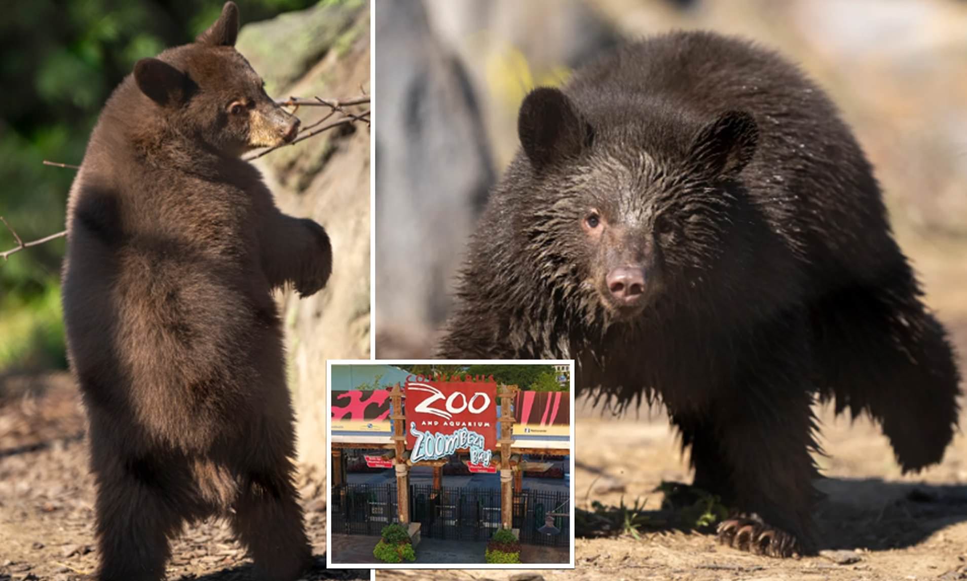 Adorable black bear cubs become fan favorite as they make their debut ...