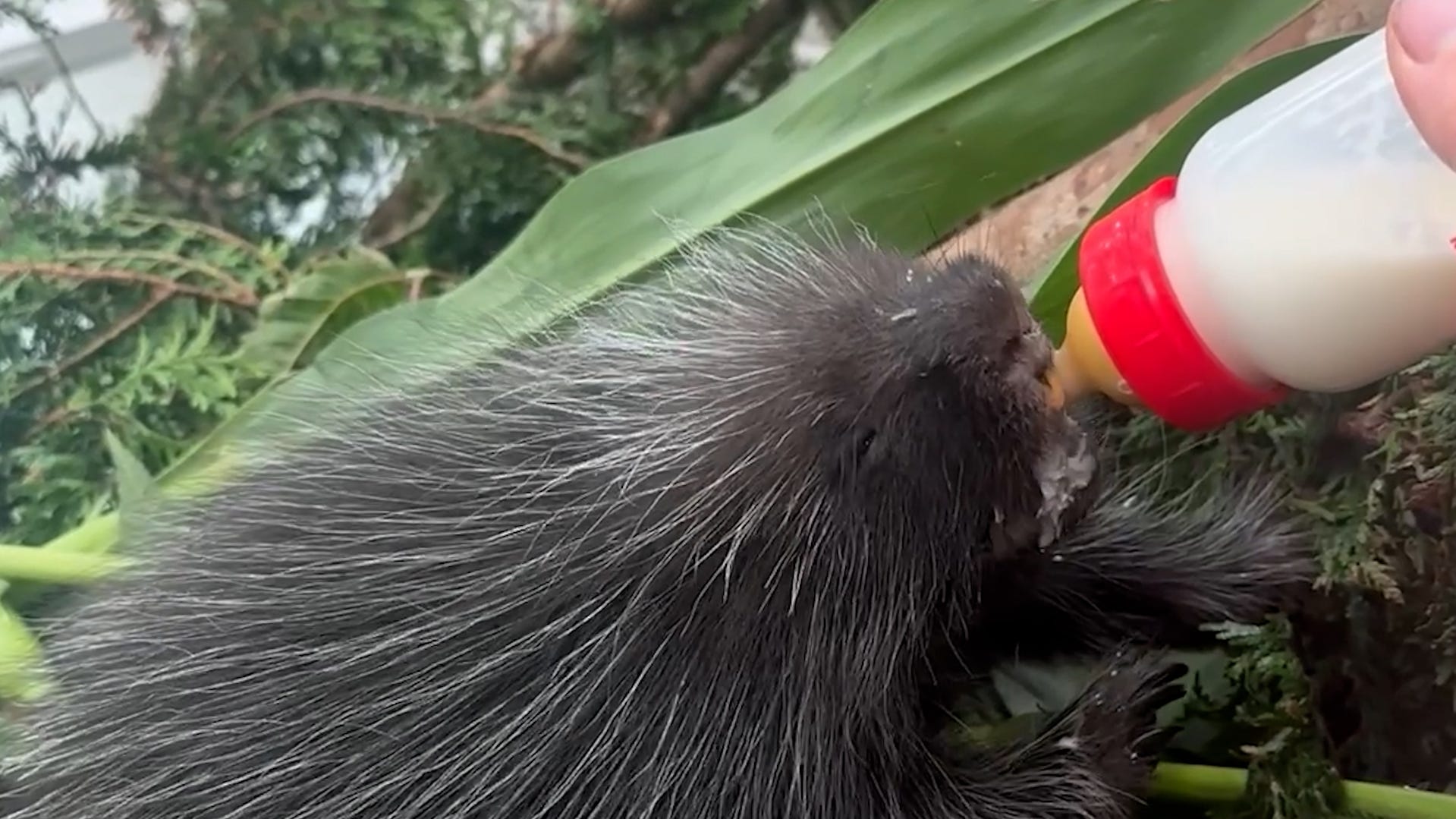 Watch Dougie the porcupine defy the odds thanks to zookeepers' care and ...