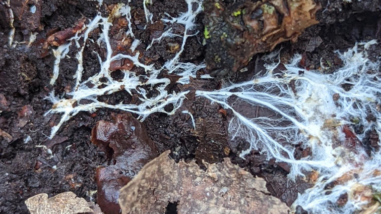 Soil mycelium stores 36% of annual fossil CO₂ emissions as fungi fights ...