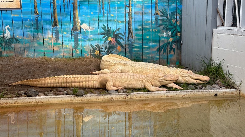 Florida's Unique And Popular Wildlife Attraction Is A Disappointing ...