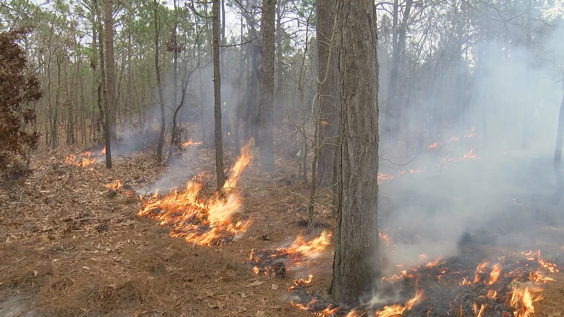 SC Forestry Service to host training session on how to conduct ...