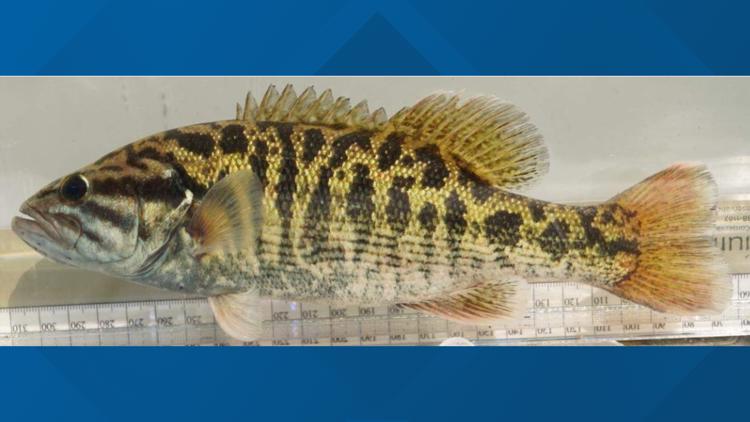 New species of native bass in Savannah River system, Bartram’s Bass ...