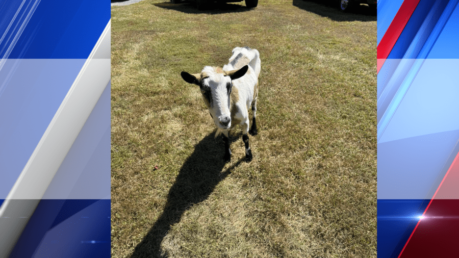 Great Barrington police seek owner of found goat