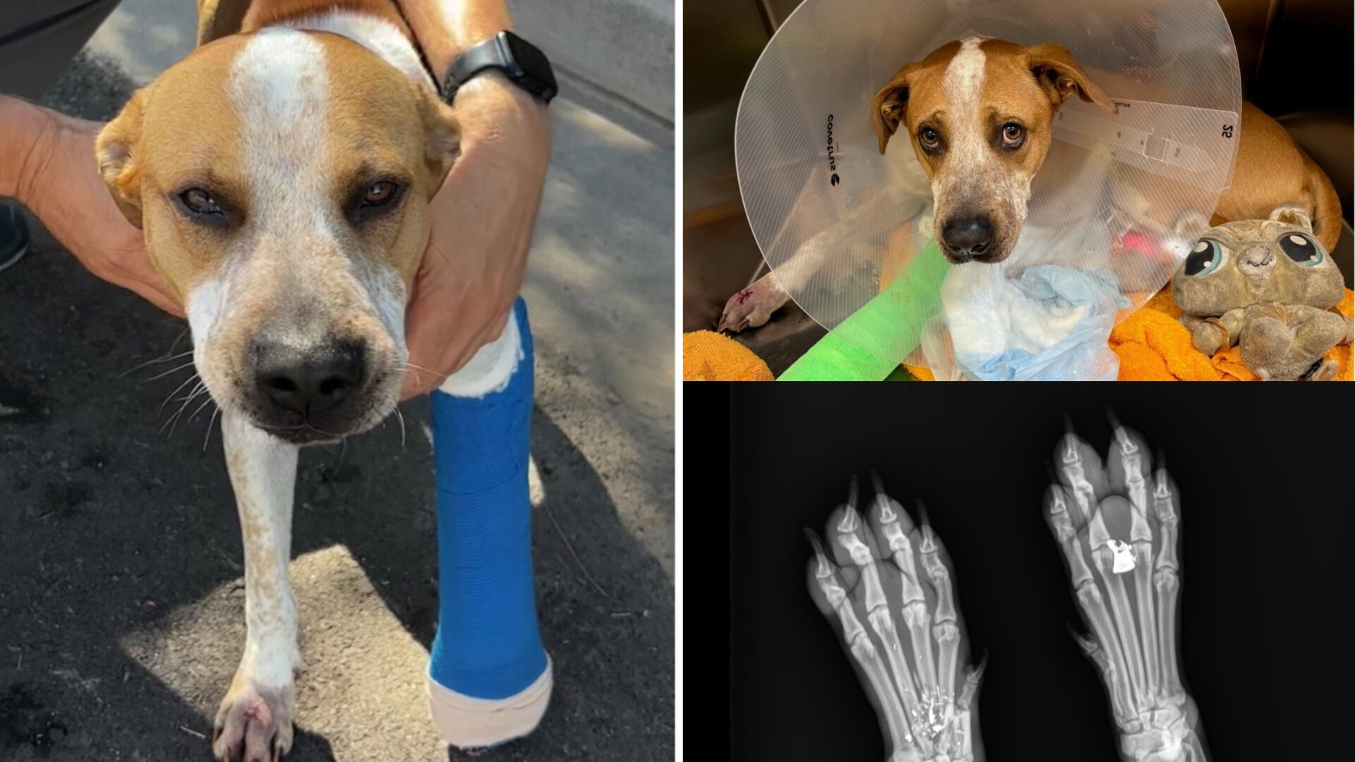 Gilbert police cover medical care for dog wounded during deadly shooting