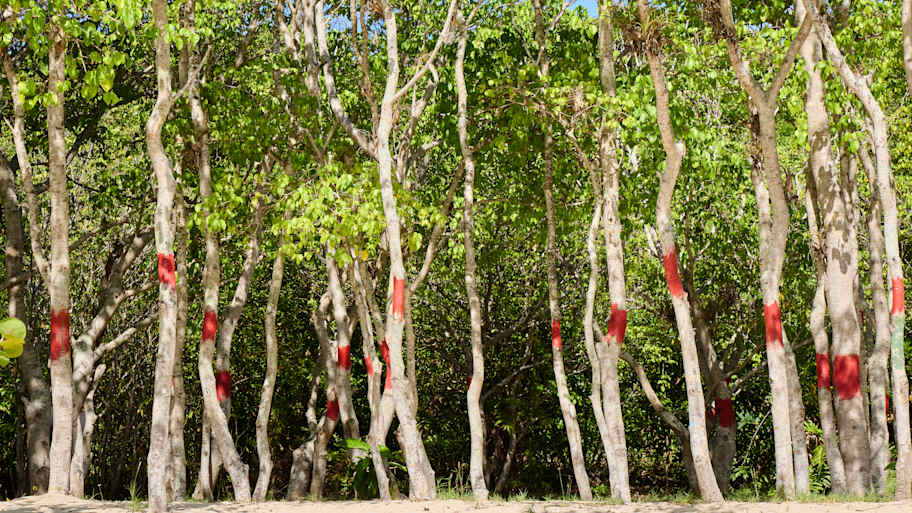 Just Touching the World‘s Most Dangerous Tree Could Send You to the ...