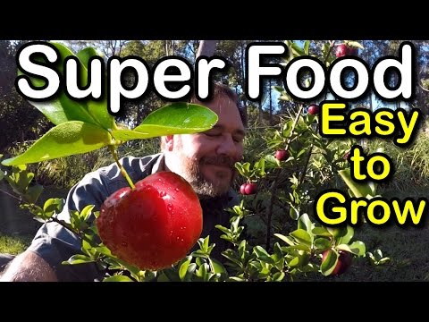 Try Growing Barbados Cherry for Hot Climates (low chill) How-to Superfood