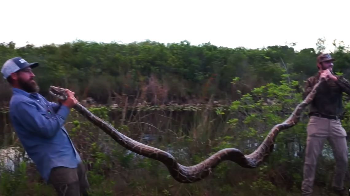 Encuentran cuatro pitones gigantes y decenas de huevos en un solo nido ...