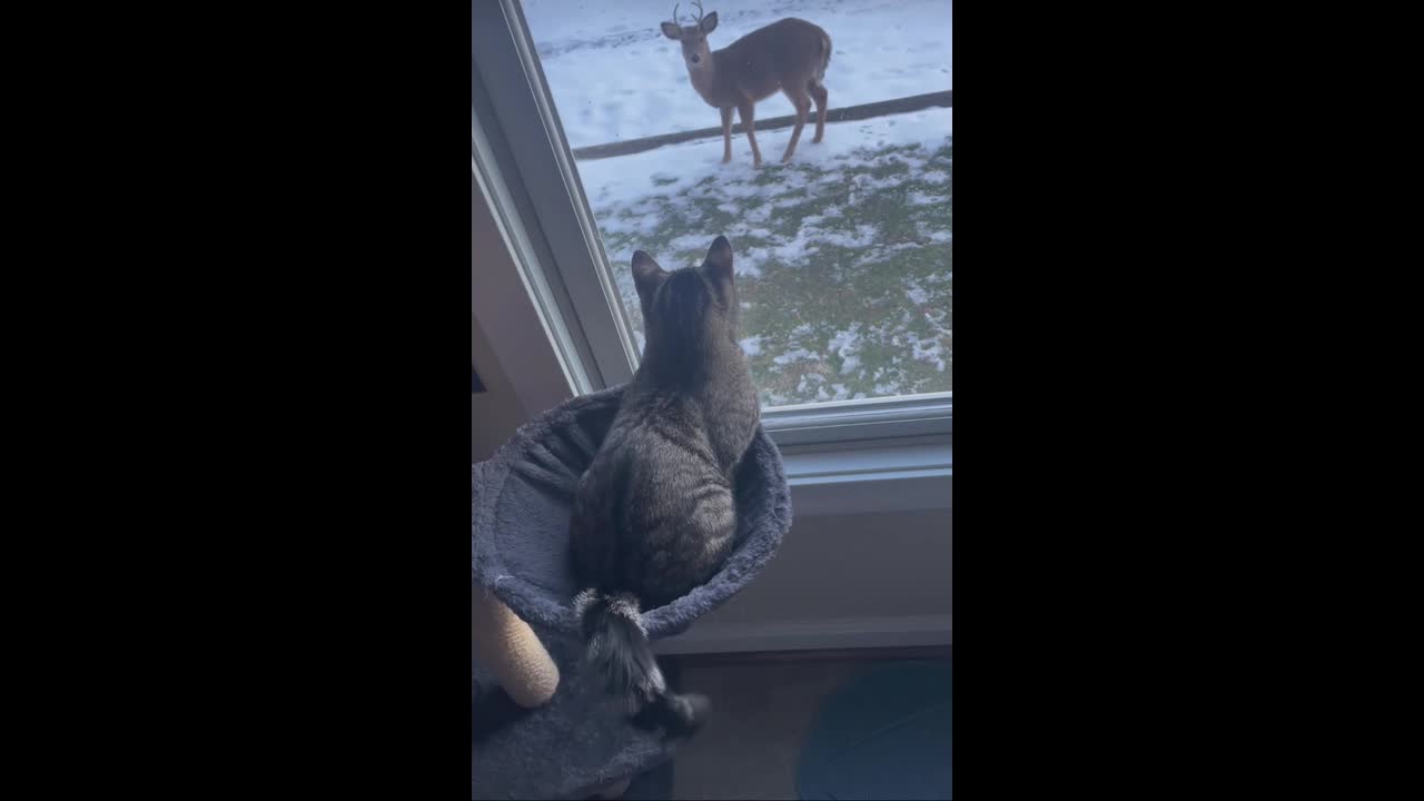 Cat and deer share a curious stare in Ohio, USA