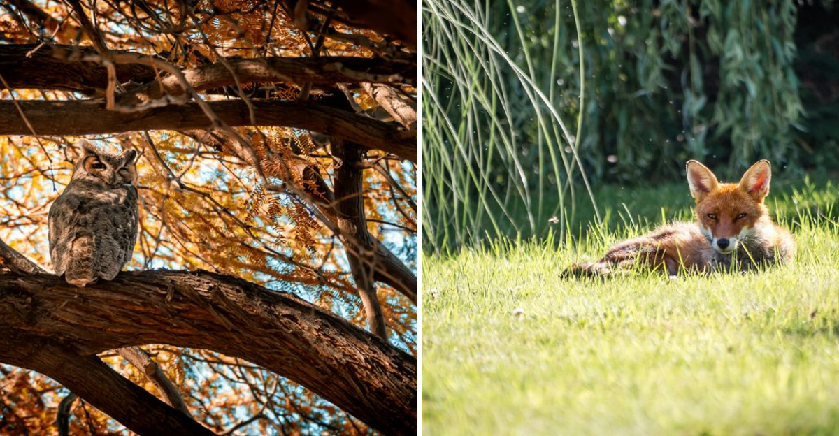 10 Animals That Could Silently Stalk You On A Trail