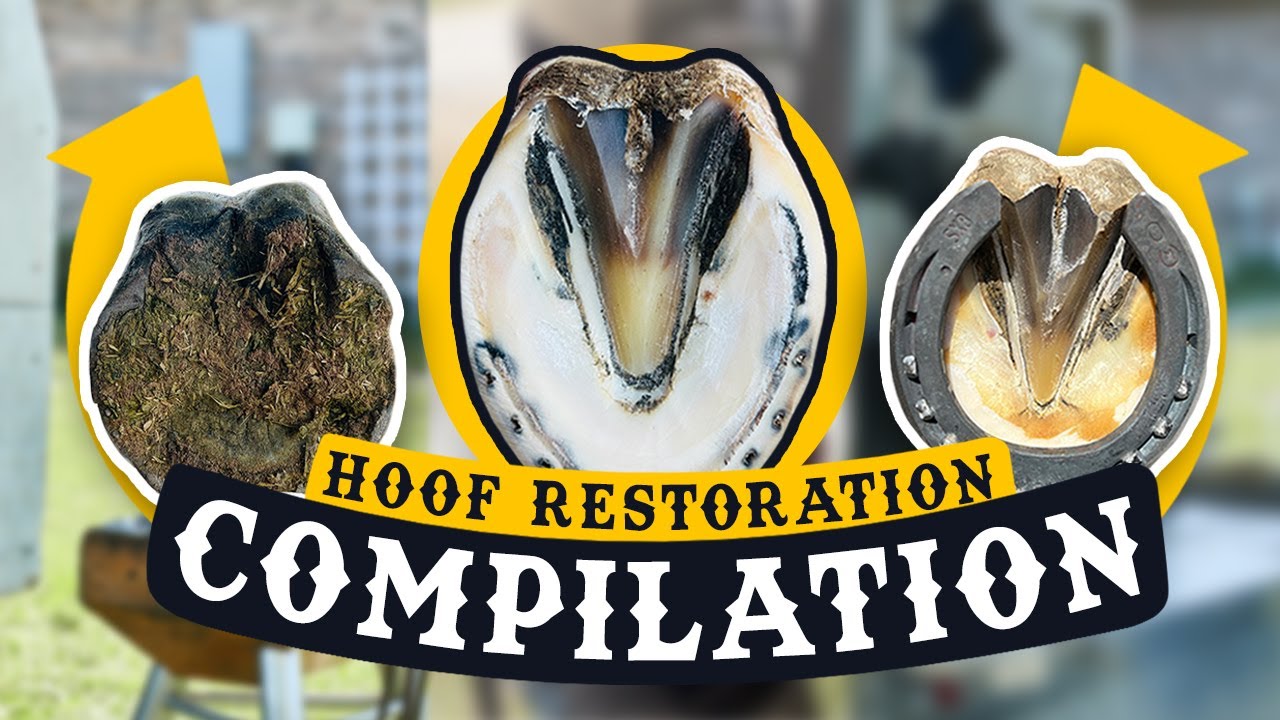 Satisfying Horse Hoof Cleaning - Compilation