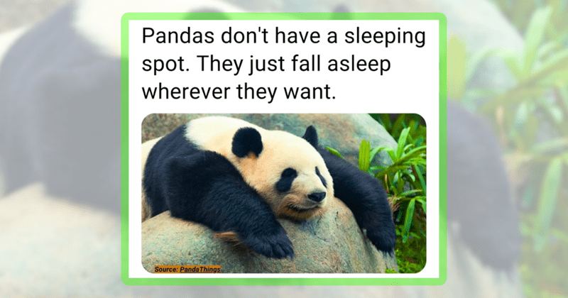 20+ Feel-Good Animal Funnies for Pawsome People Braving Through the Week
