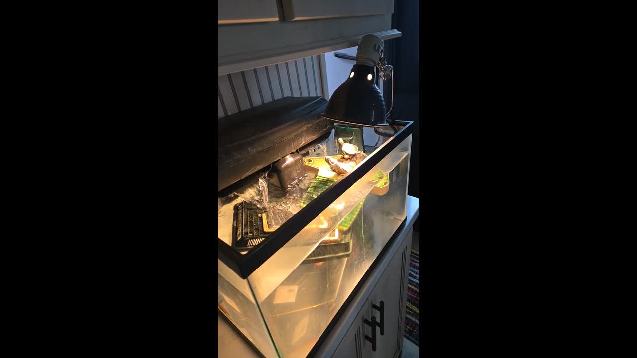 Piled-up turtles inside the aquarium in Greensburg, Pennsylvania