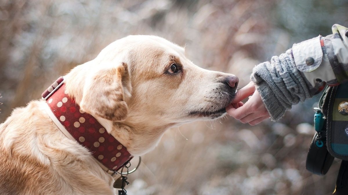 Do dogs know when they're going to die? 15 signs that tell you they're ...