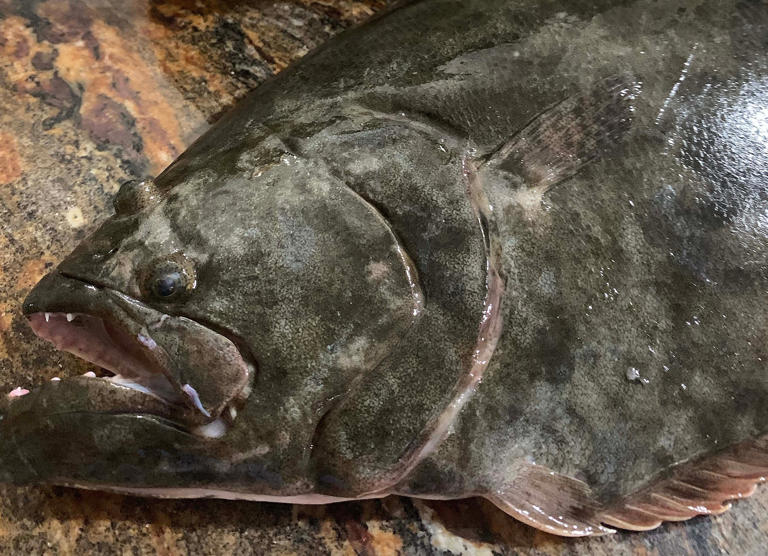 North Carolina reveals 2026 recreational flounder rules. See dates, limits