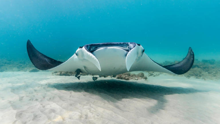 After viral video of giant manta ray capture, bipartisan Florida ...