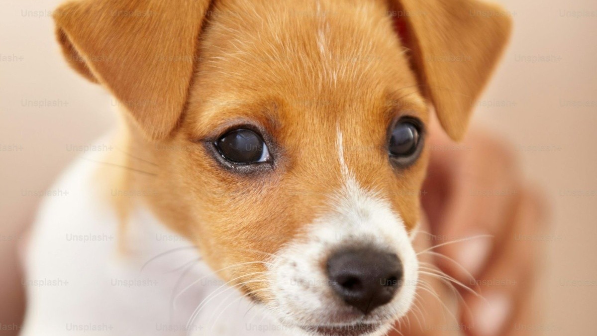 Is your dog trying to send you a message? 10 behaviors that actually ...