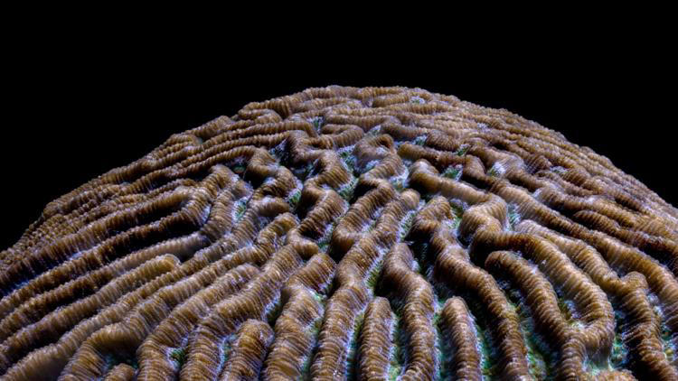The Florida Aquarium helps rebuild reef with new coral babies