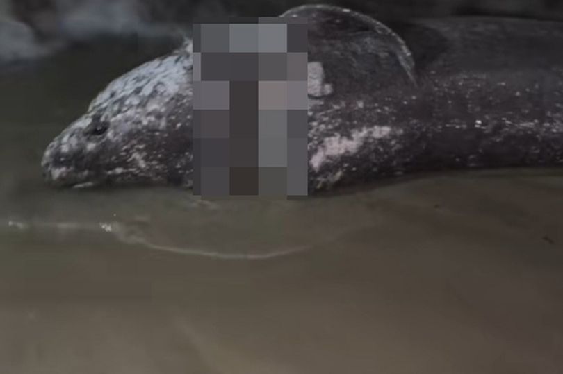 Massive shark with bite marks washes up on beach sparking fears of ...