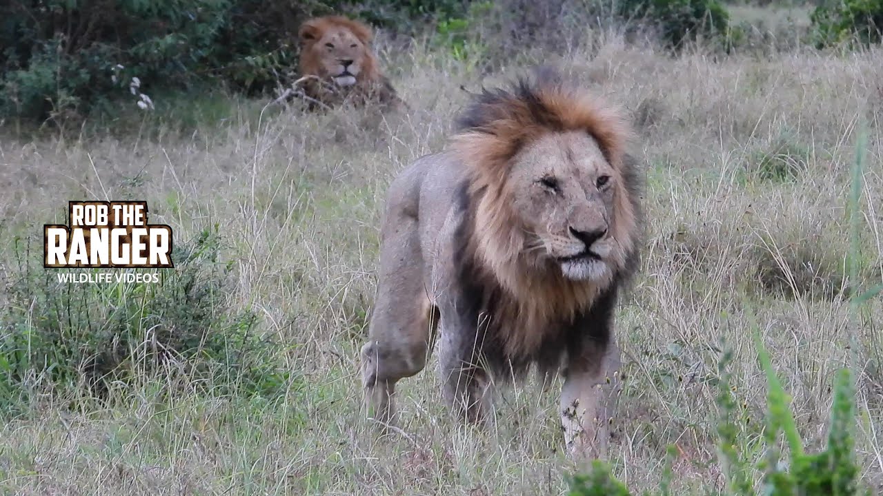 Get ready with lions as the quiet evening approaches