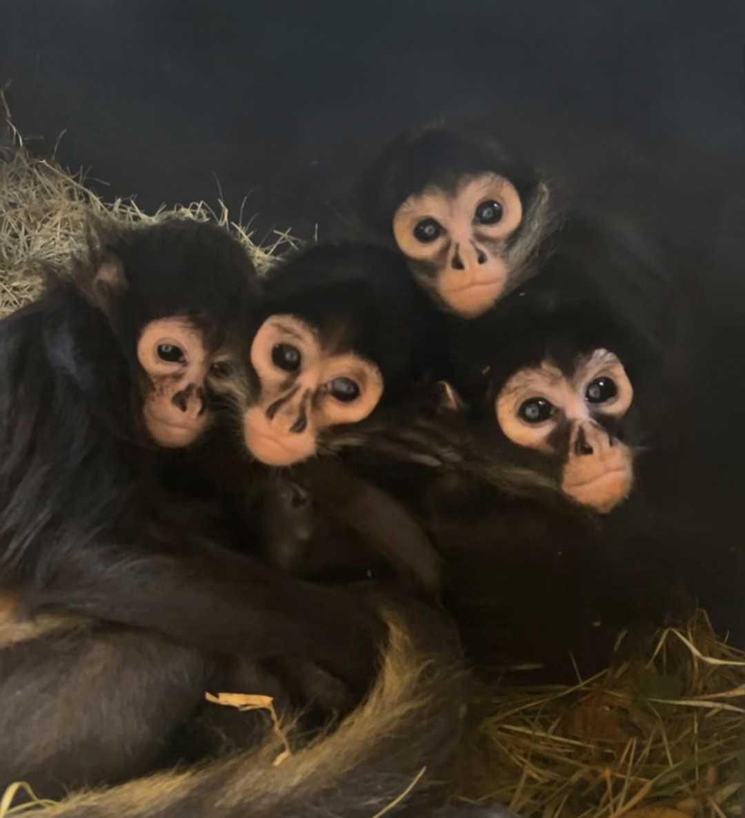 Henry Doorly Zoo welcomes new spider monkeys, rescued from illegal ...