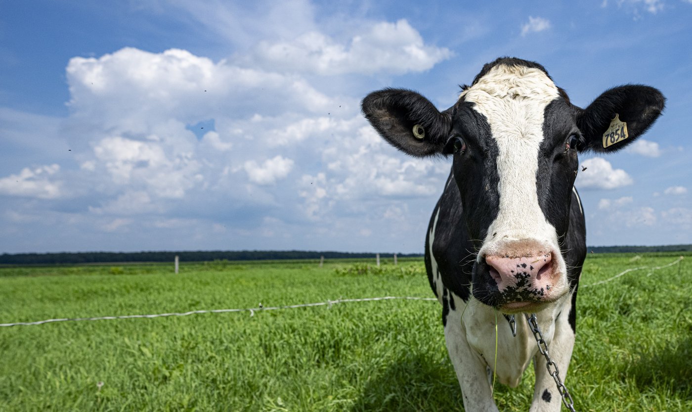 Slurry pit deaths: Quebec coroner warns of dangers to farmers from ...